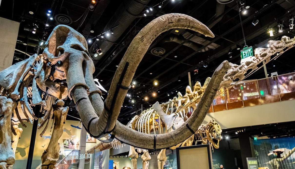 Exploring Dallas: Top 10 Must-Visit Attractions – Holidays Travel